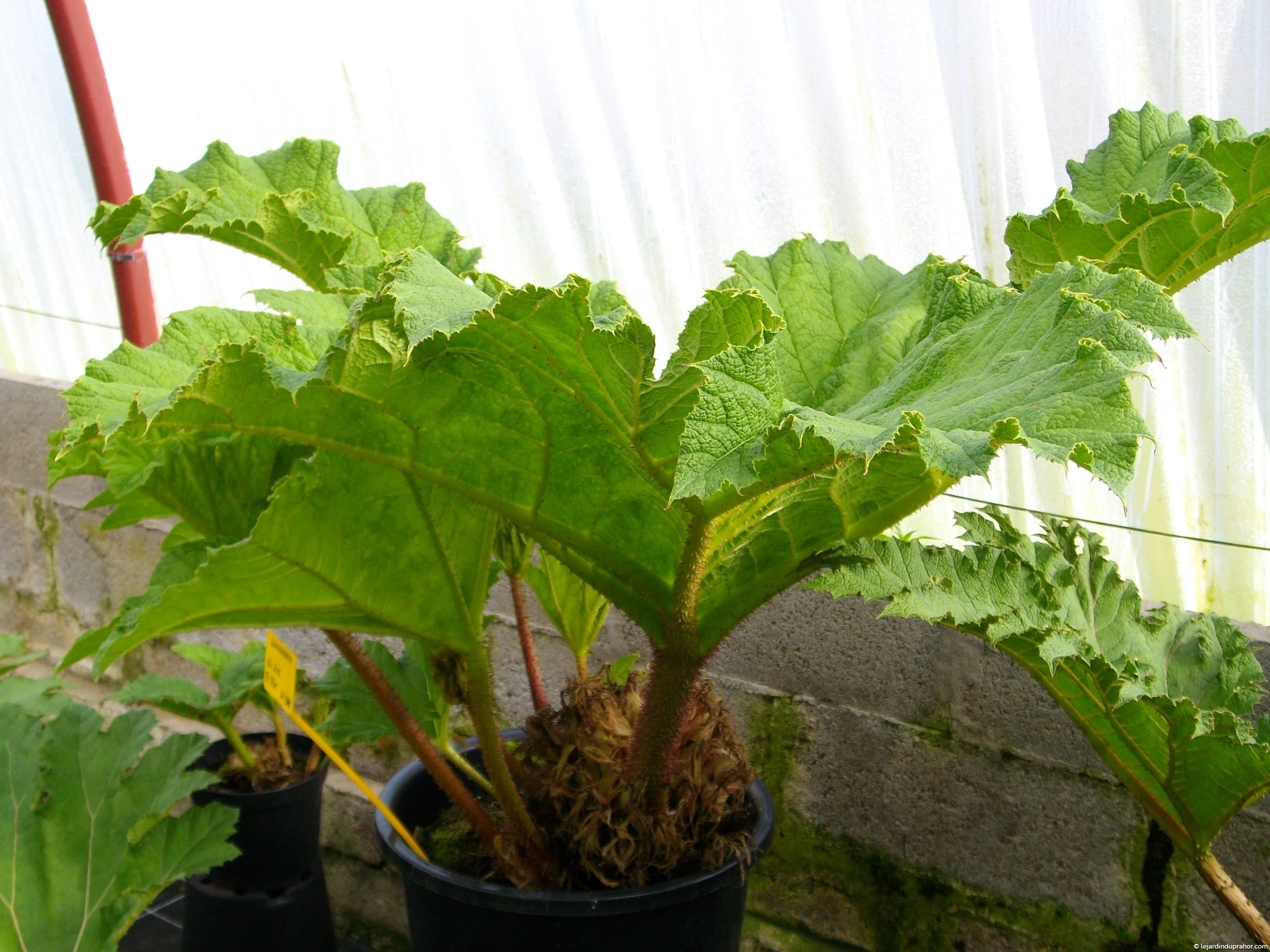 Gunnera Manicata - Le Jardin du Prahor