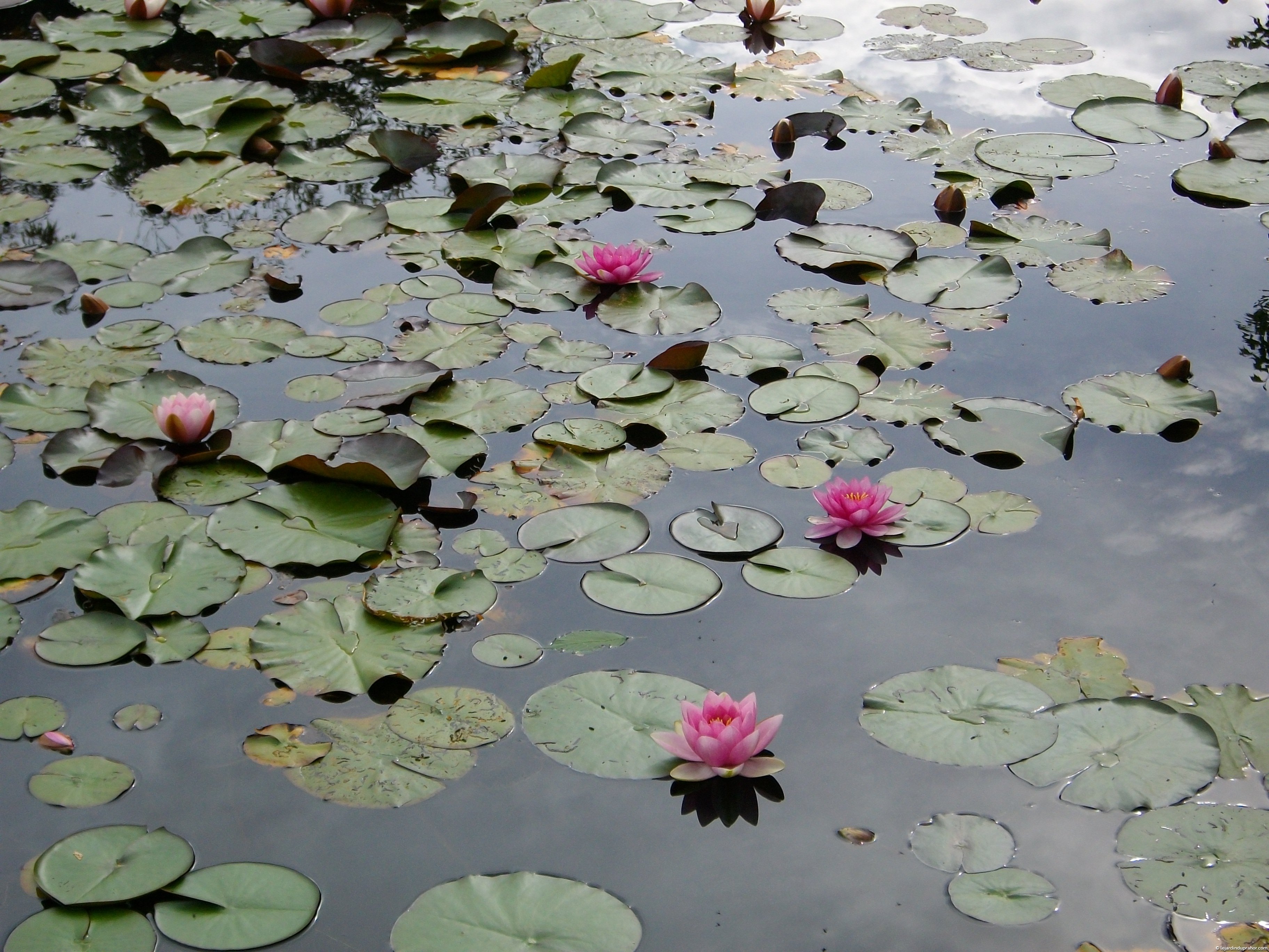 Nénuphar nain Fuchsia - Le Jardin du Prahor