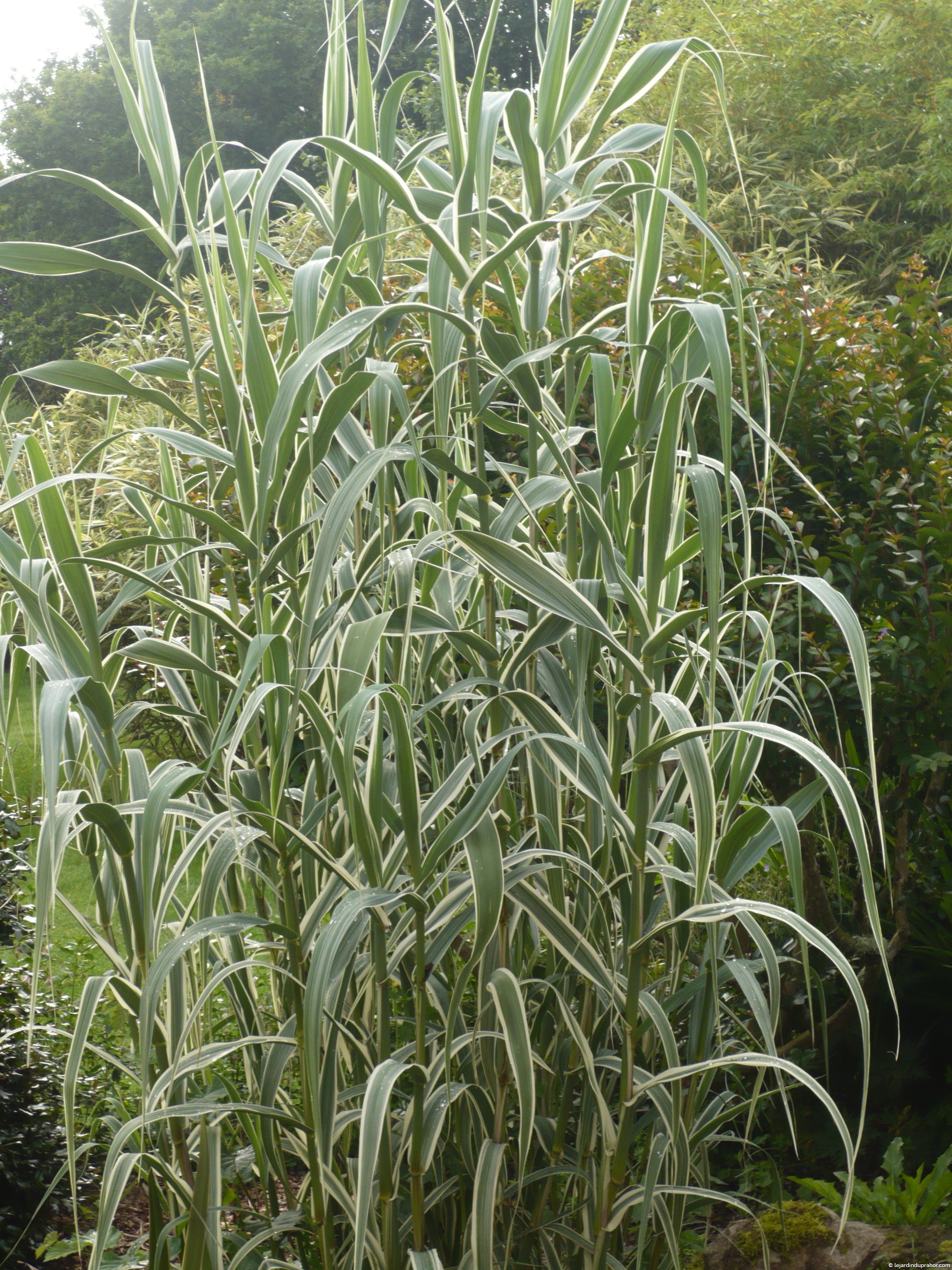 Arundo Donax Variegata - Le Jardin du Prahor