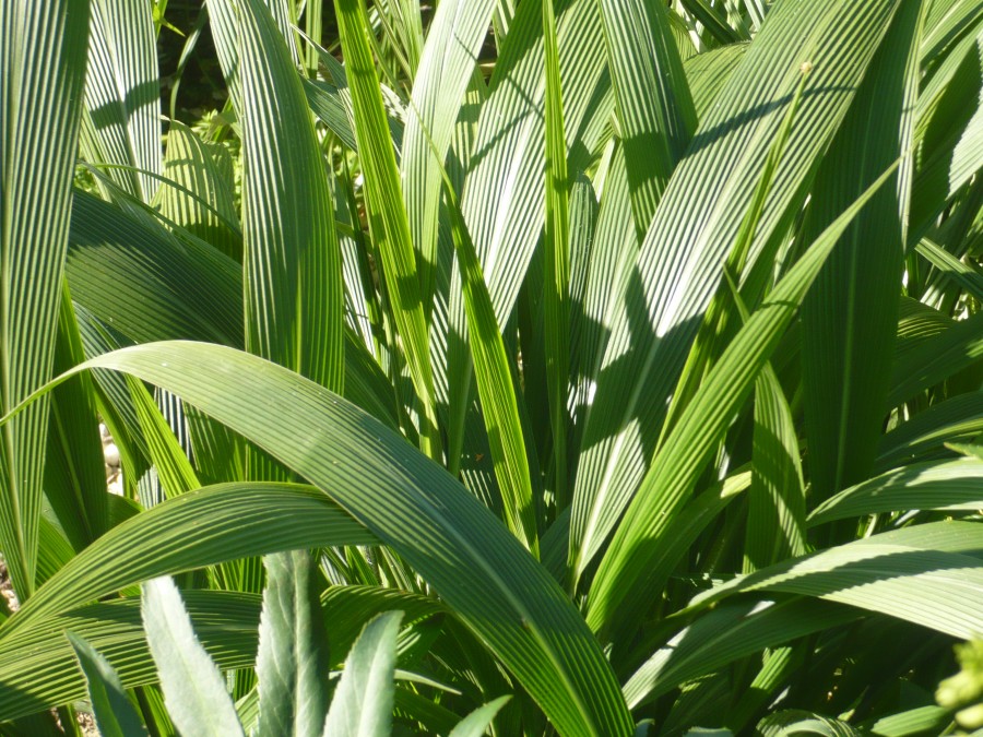 Setaria Palmifolia - Le Jardin du Prahor