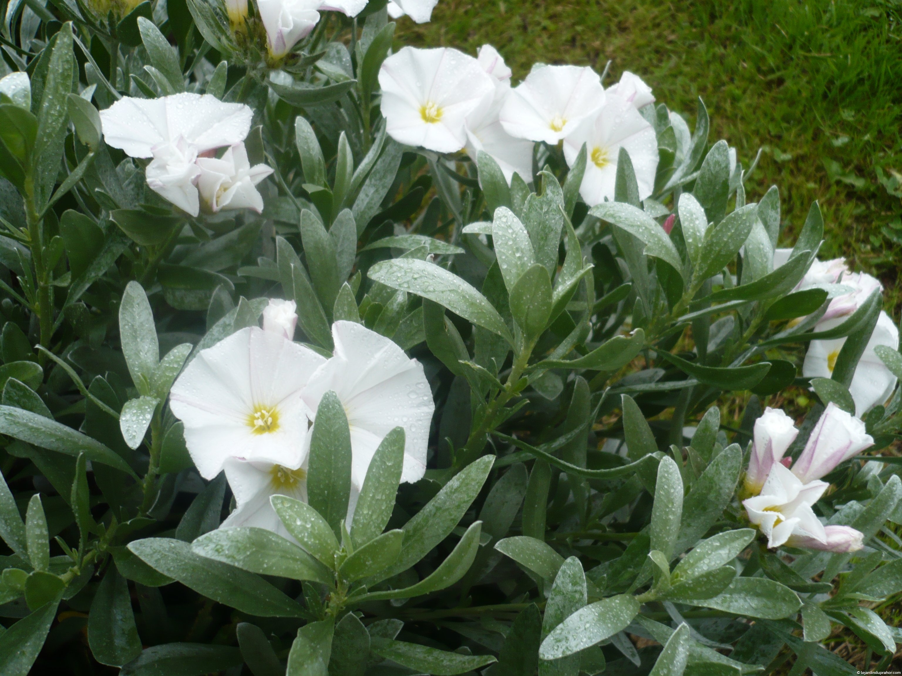 Convolvulus Cneorum - Le Jardin du Prahor
