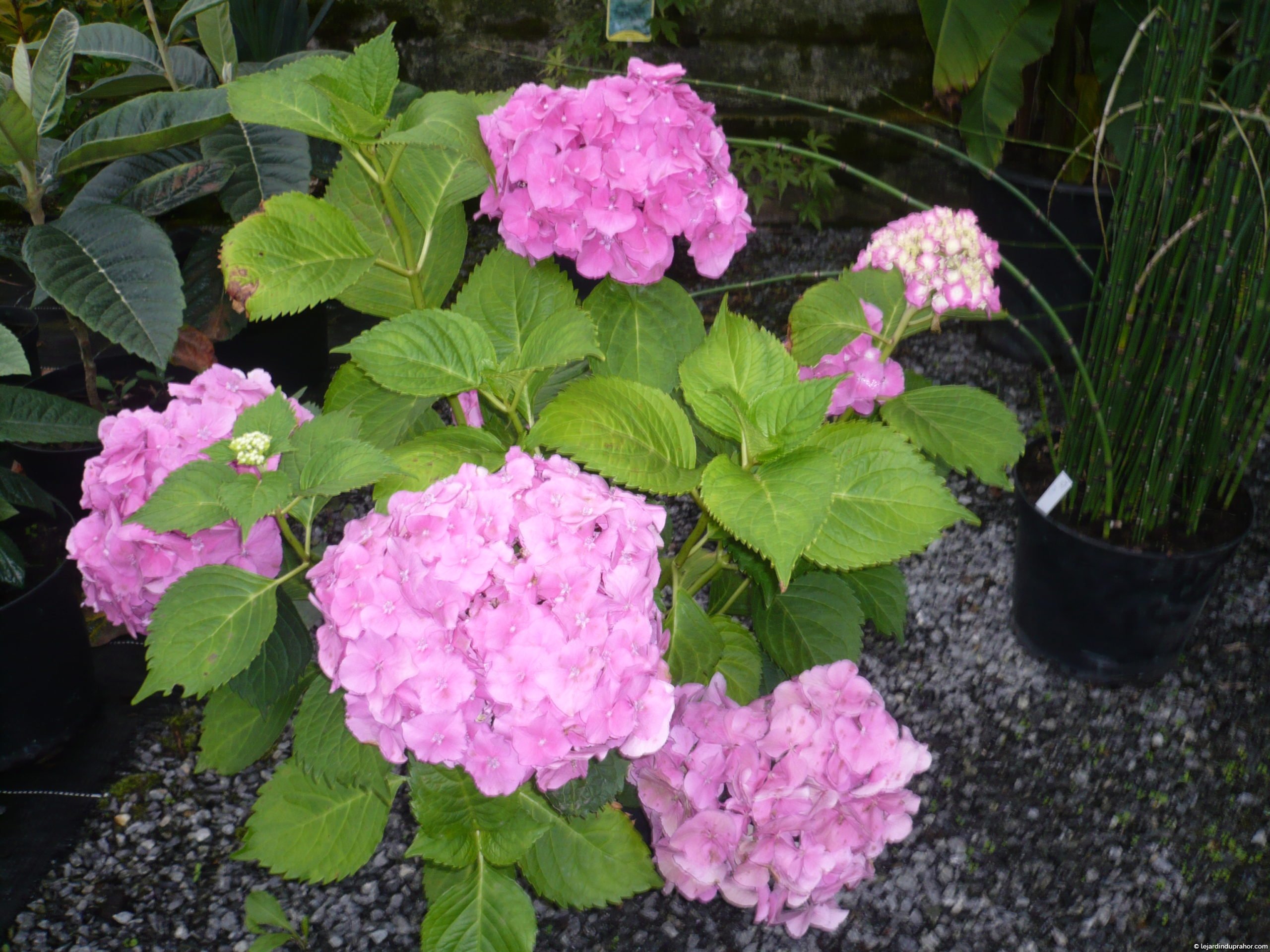 Hydrengea Macrophylla - Le Jardin du Prahor