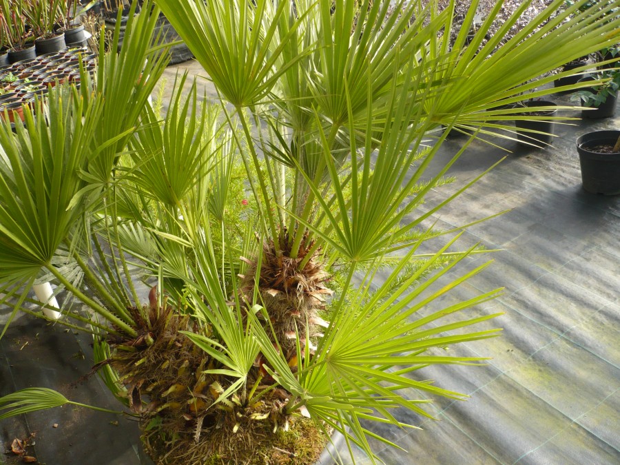 Chamaerops Humilis - Le Jardin du Prahor