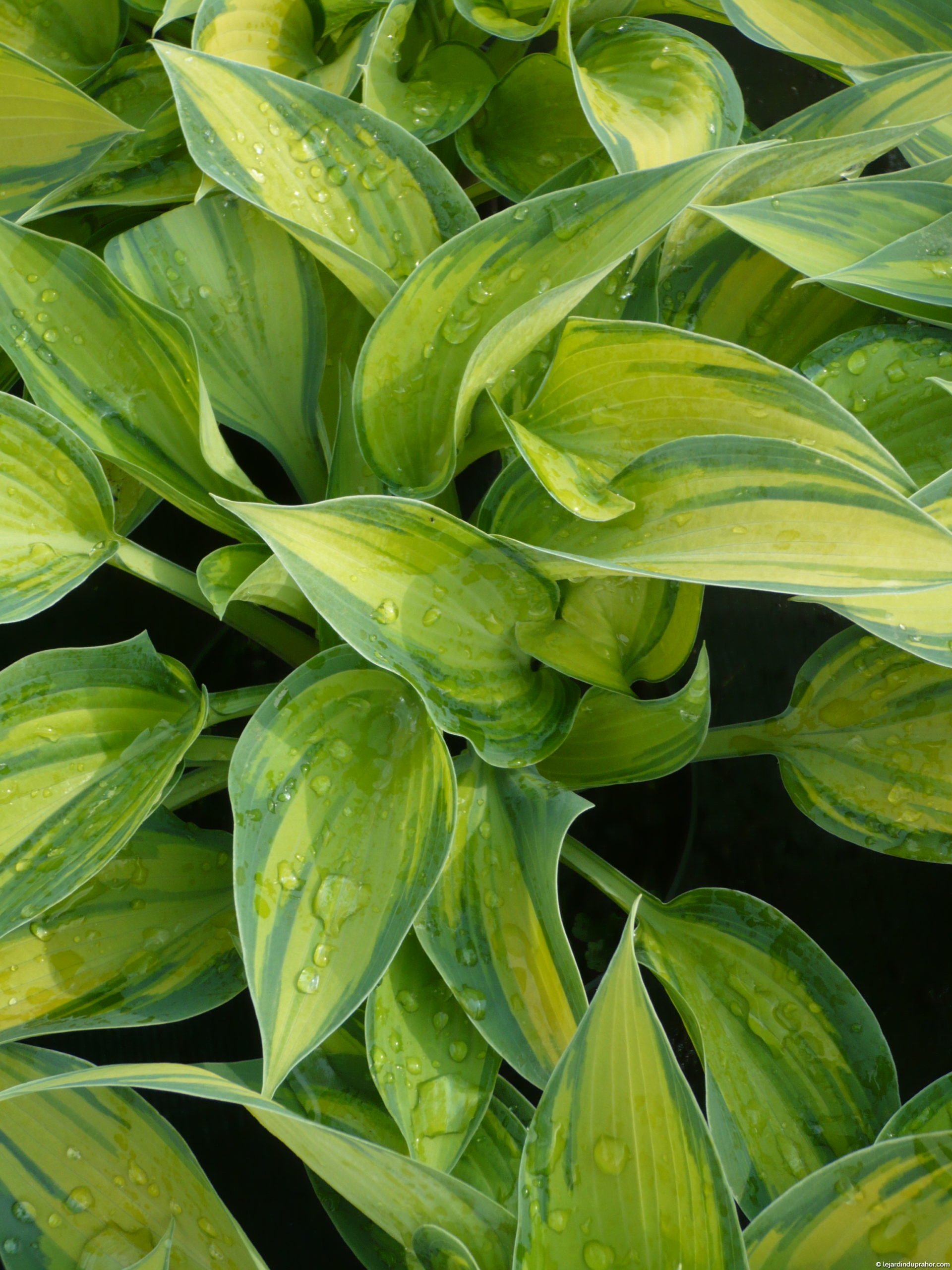 Hosta Tardiana June - Le Jardin du Prahor