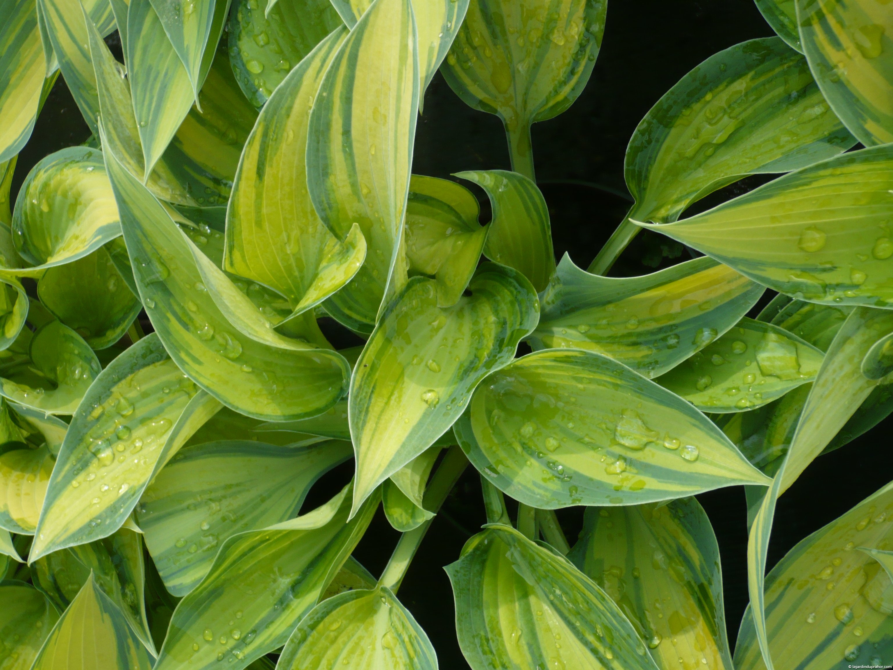 Hosta Tardiana June - Le Jardin du Prahor