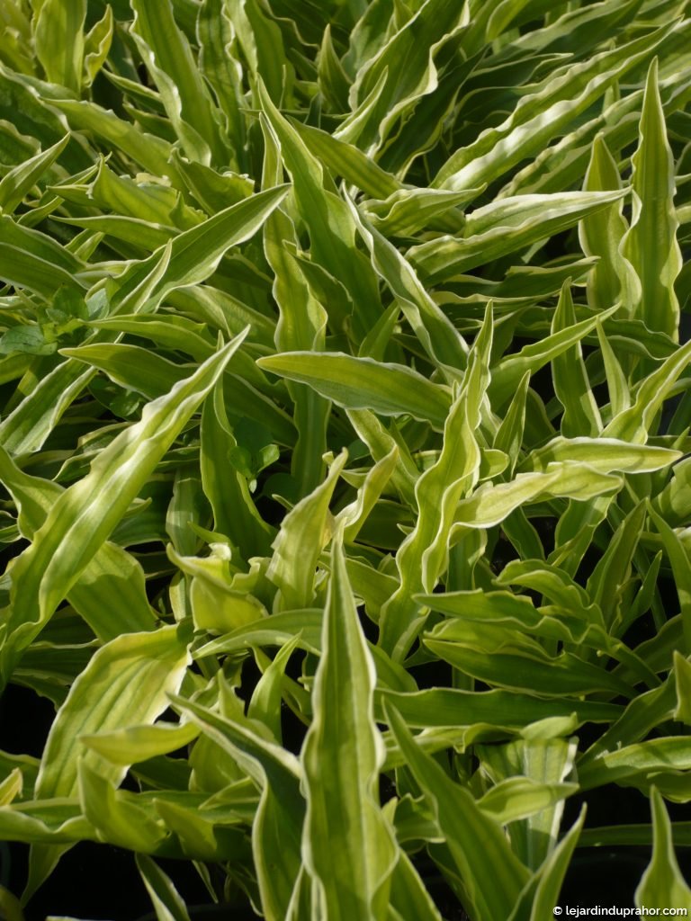 Hosta stiletto - Le Jardin du Prahor