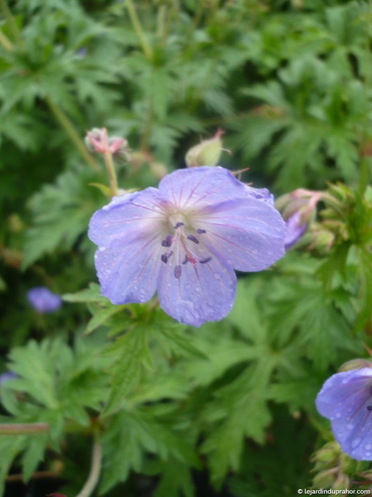 Géranium "Johnson's Blue - Le Jardin du Prahor