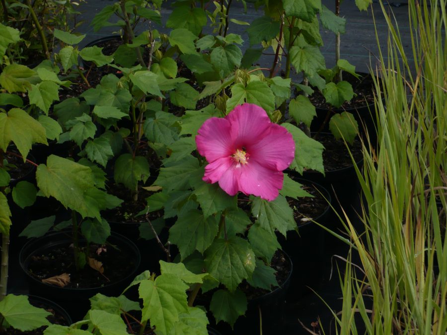 Hibiscus Mutabilis Rubrum - Le Jardin du Prahor