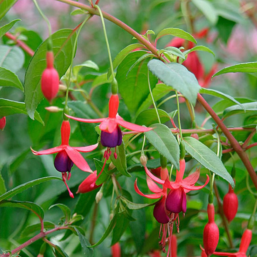 Fuchsia Royal Purple - Le Jardin du Prahor