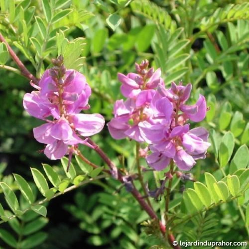 Indigotier - Indigo de Chine - Indigotier du Japon - Le Jardin du Prahor