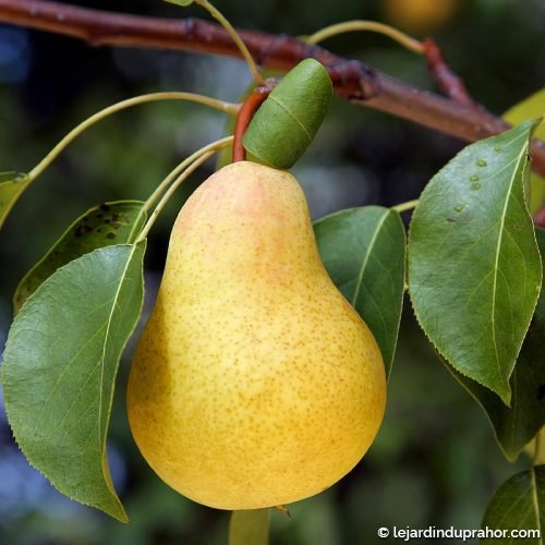 Poirier Williams - Le Jardin du Prahor