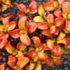 Coprosma "Pina Colada" - Le Jardin du Prahor