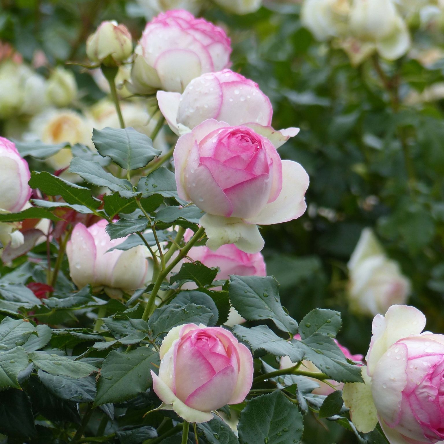 Rosier Grimpant "Pierre de Ronsard" - Le Jardin du Prahor