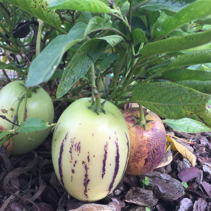 La Poire Melon - Le Jardin du Prahor