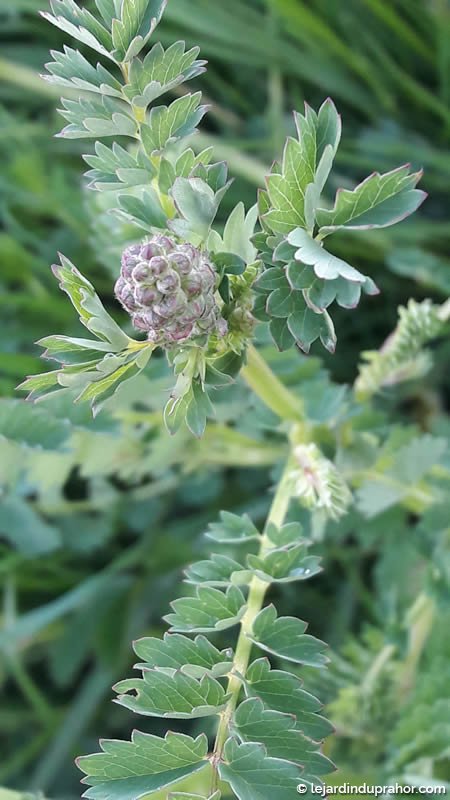 Pimprenele - Sanguisorba Minor - Le Jardin du Prahor