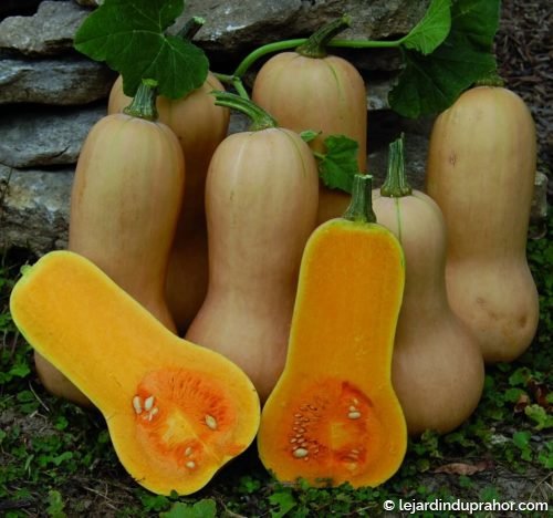 Courge Butternut - Le Jardin du Prahor