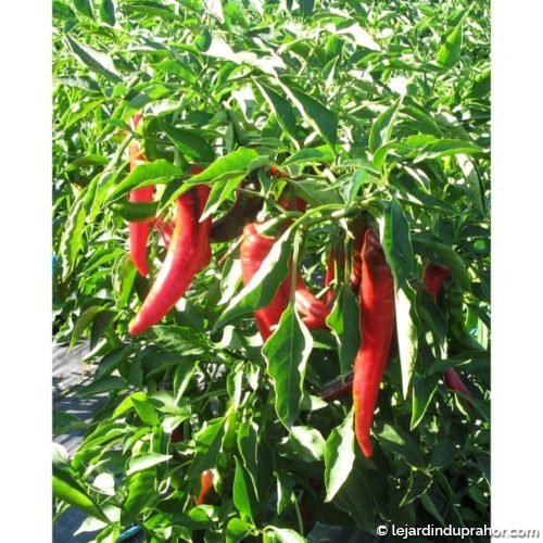 Piment Basque - Le Jardin du Prahor