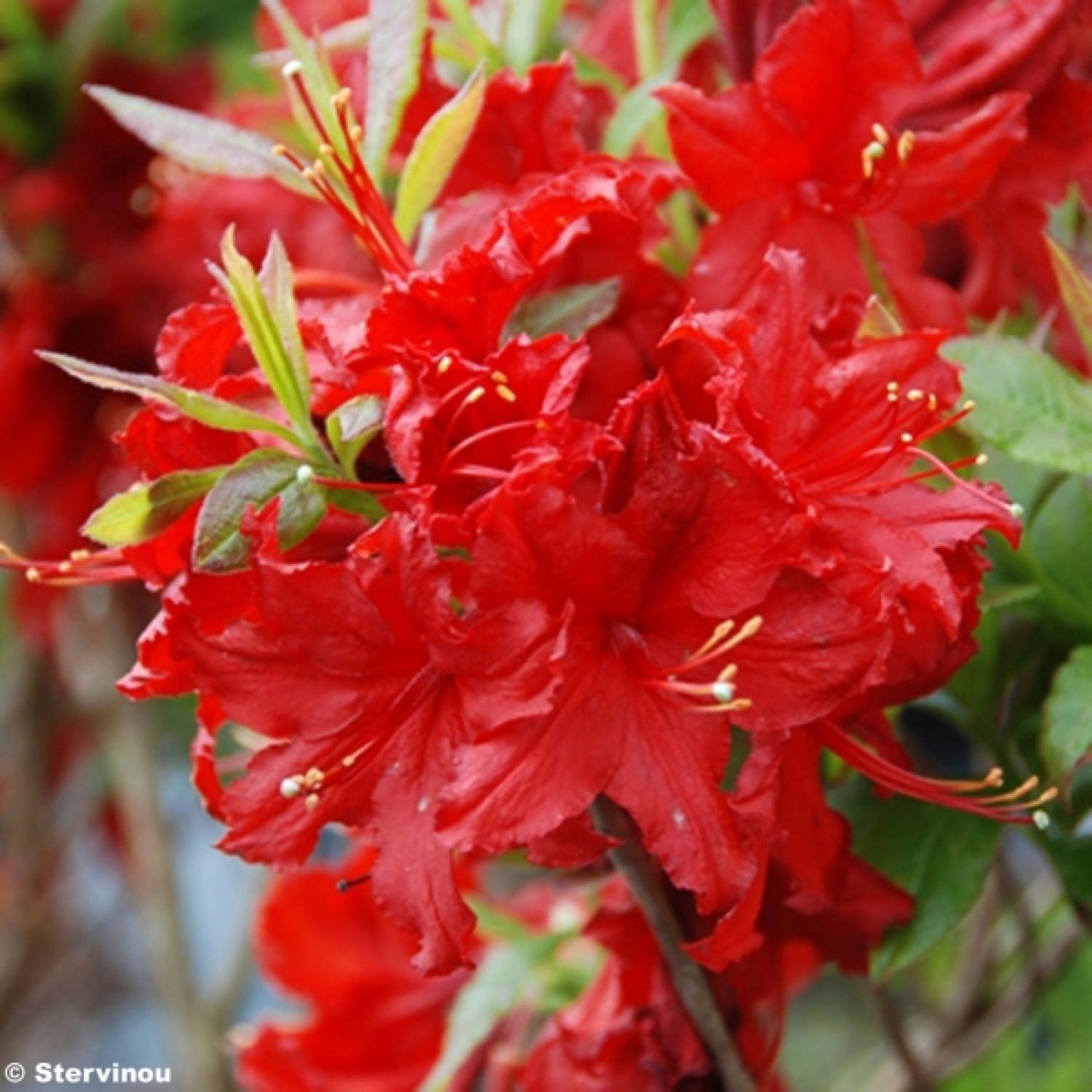 Azalée Mollis Hotspur Red - Le Jardin du Prahor