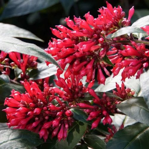 Cestrum Fasciculatum Newellii - Le Jardin du Prahor