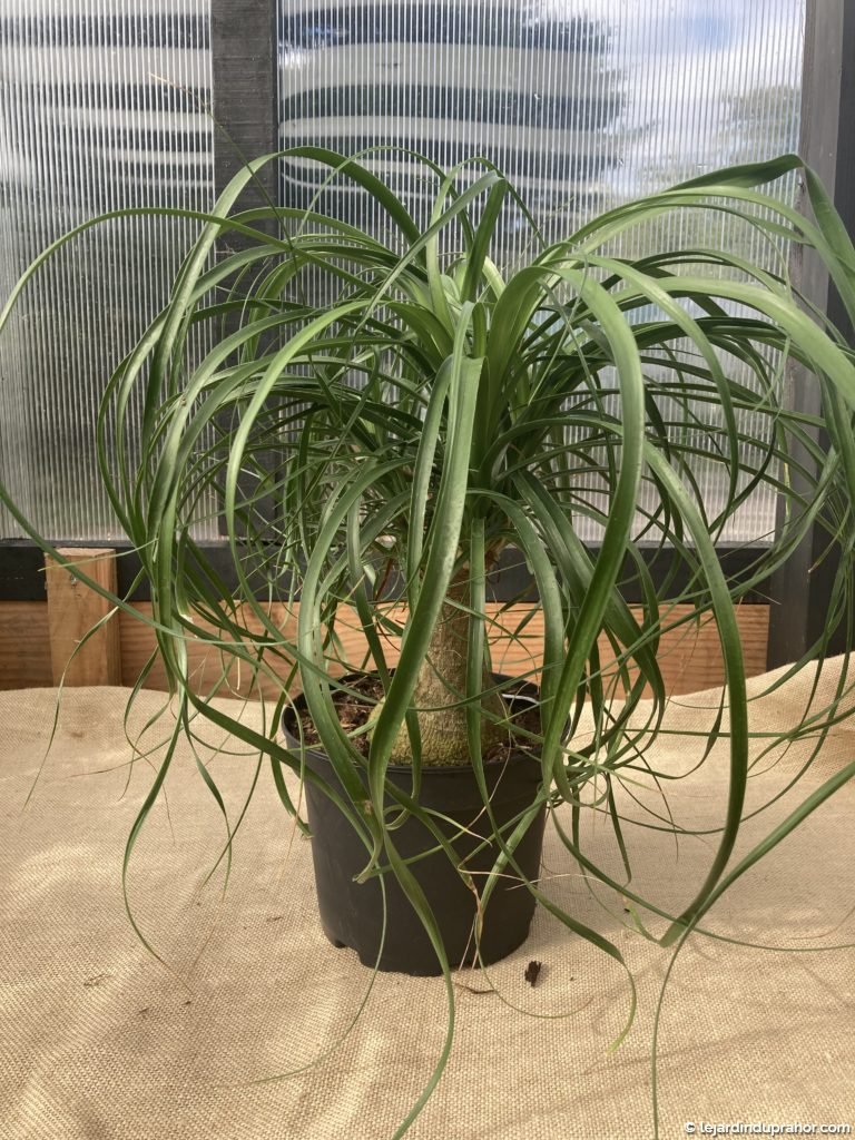 Beaucarnéa - Plante d'intérieur - Le Jardin du Prahor