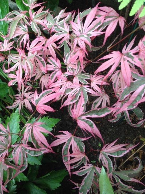 Acer Palmatum "Pink Passion" - Le Jardin du Prahor