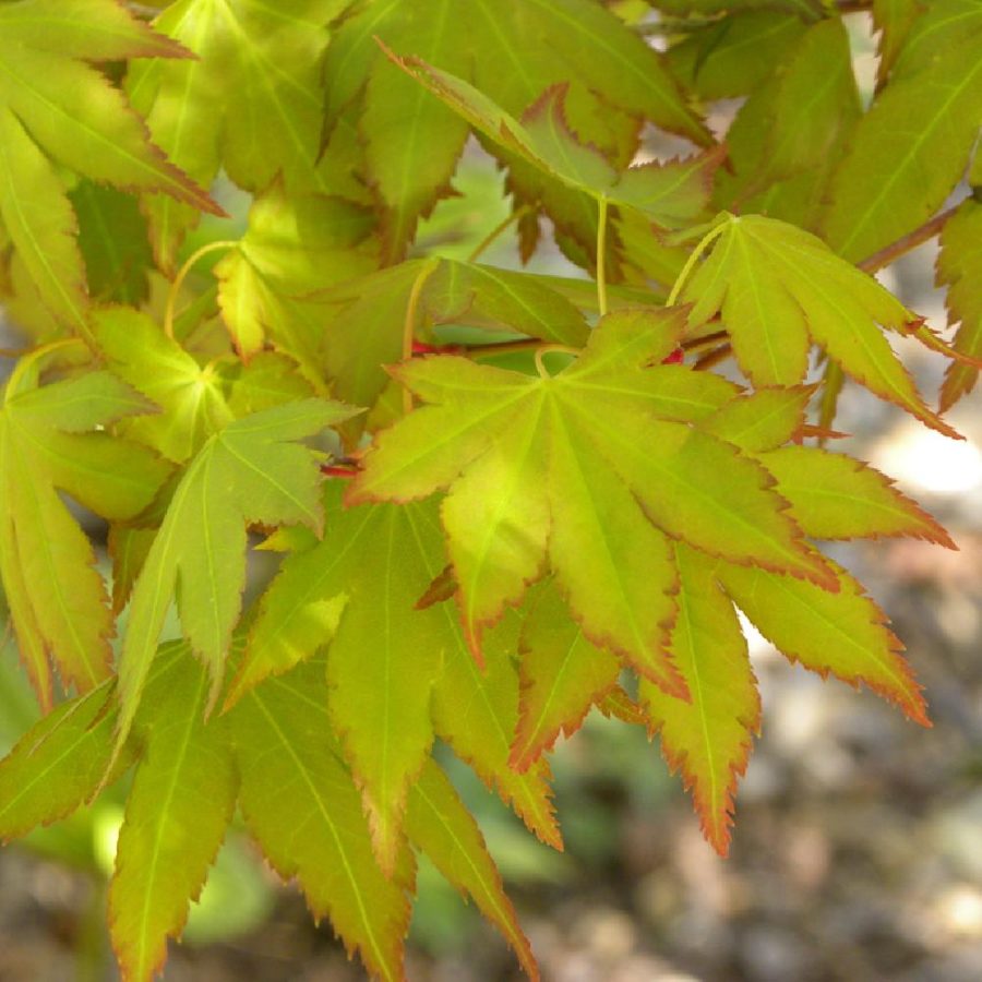 Acer Shirasawanum Jordan - Le Jardin du Prahor