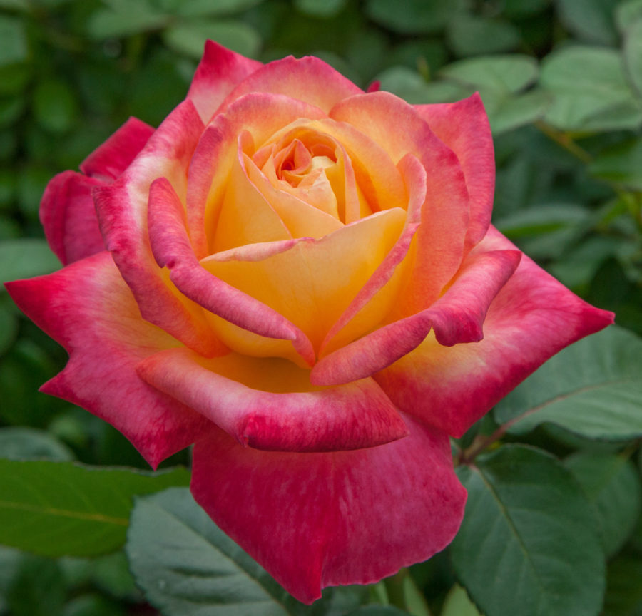 Rosier Oriental Peace