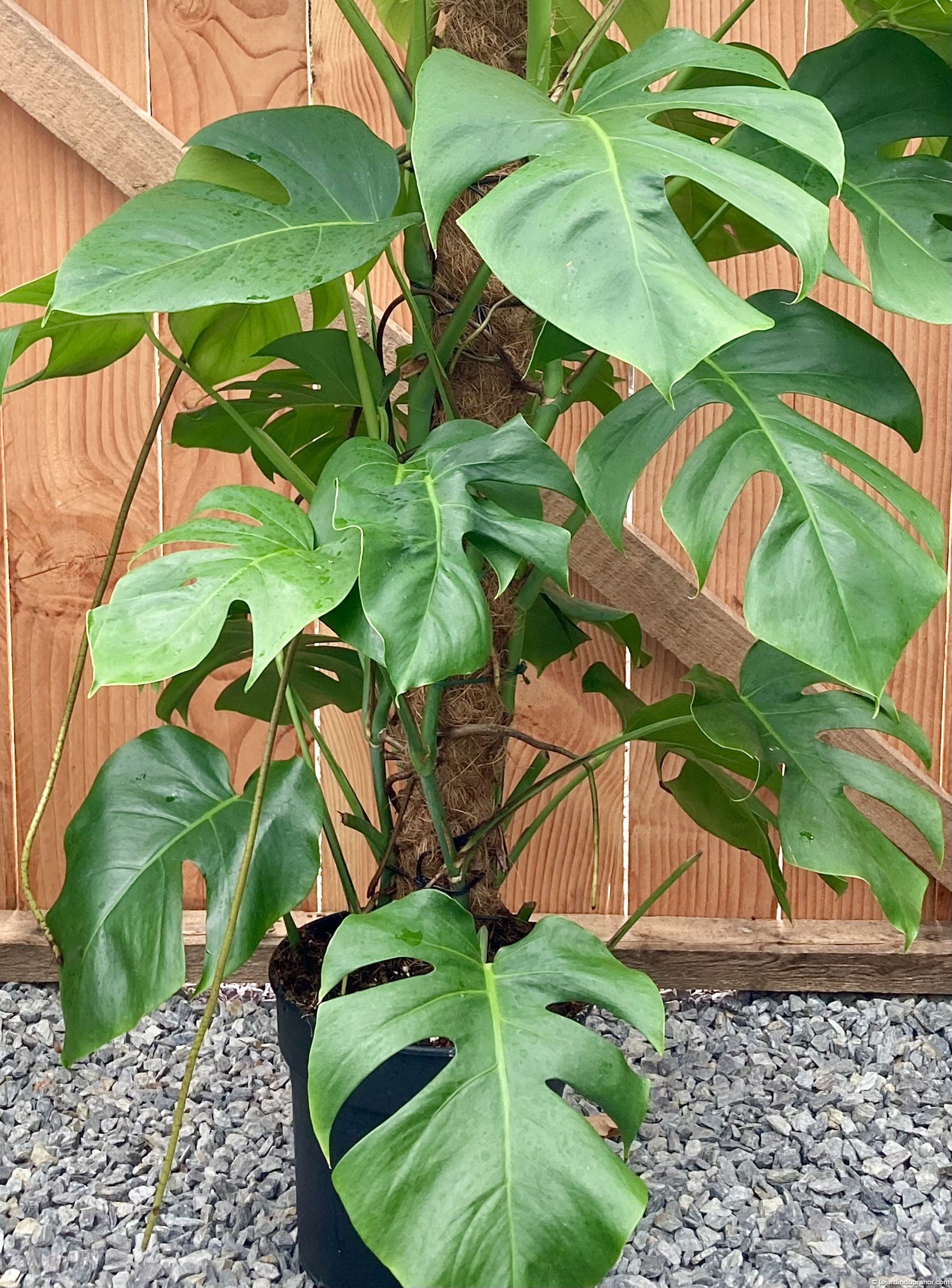 Monstera Deliciosa - Plante d'intérieur - Le Jardin du Prahor.