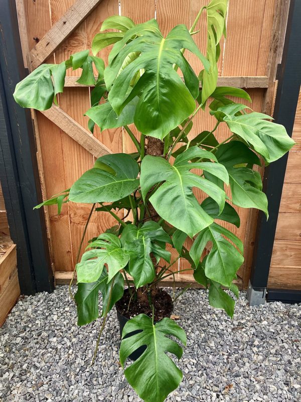 Monstera Deliciosa - Plante d'intérieur - Le Jardin du Prahor.