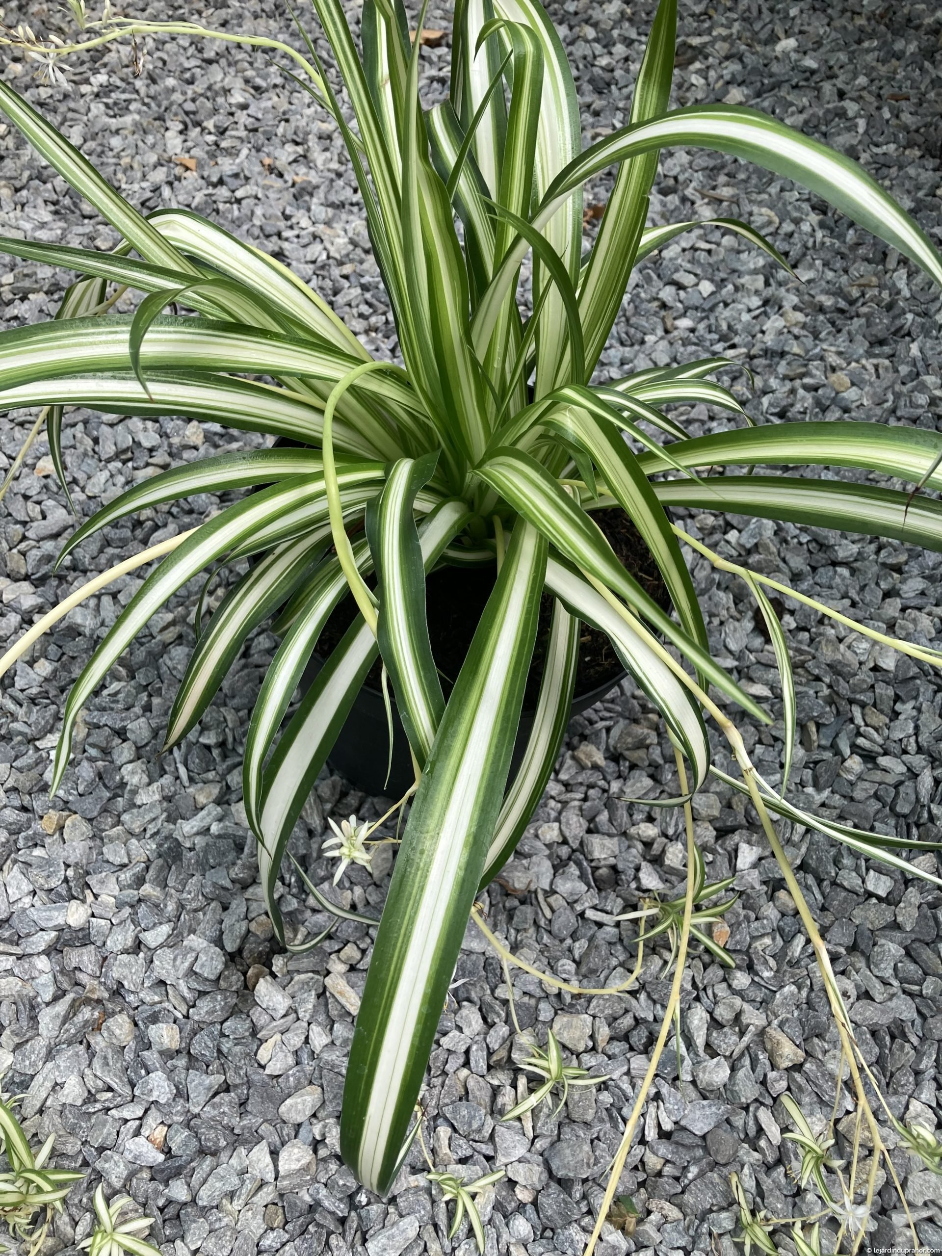 Chlorophytum Comosum - Plante d'intérieur - Le Jardin du Prahor