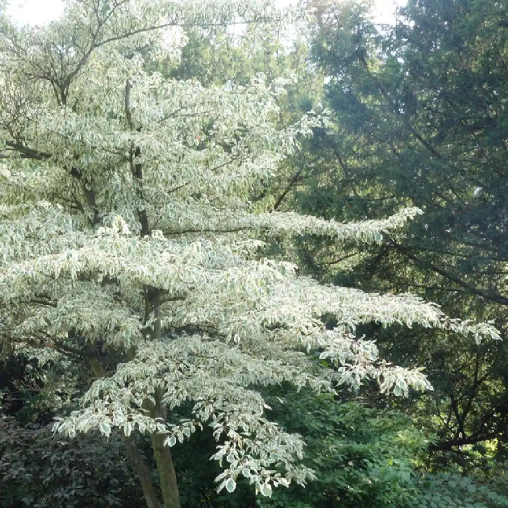 Cornus Alternifolia Argentea - Le Jardin du Prahor