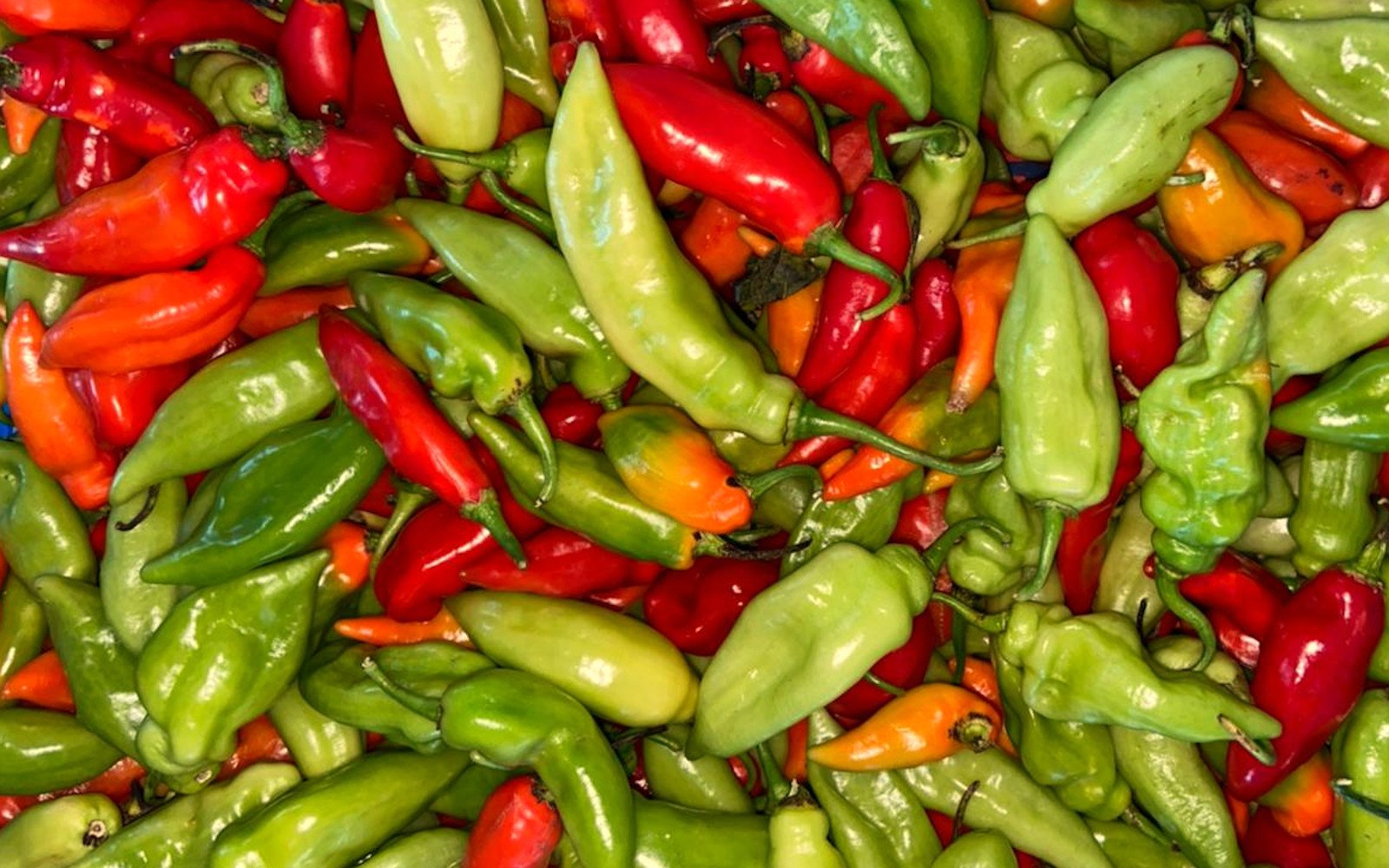 Piment Doux Végétarien - Le Jardin du Prahor